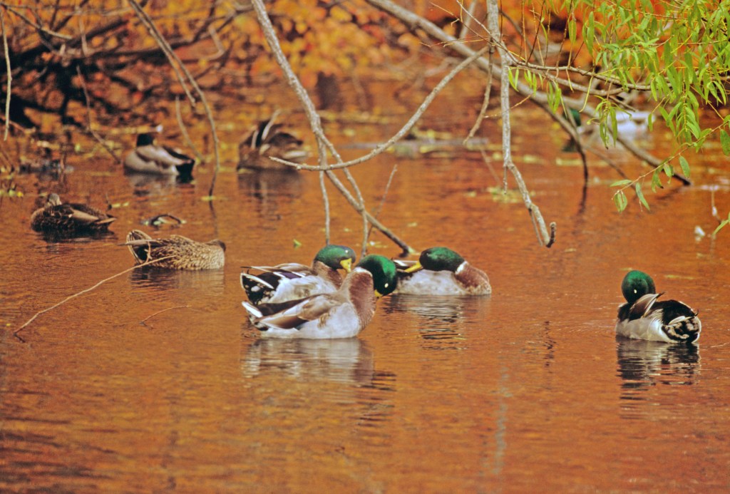 Photographing Park Ducks. When the Waters Turned Red, the Rats Came ...